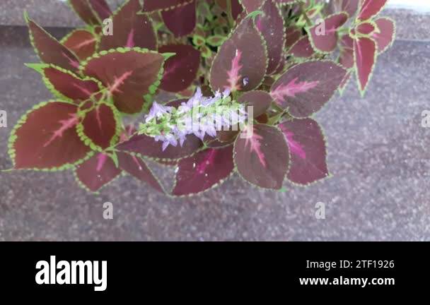 Coleus flower in garden. Coleusis a genus of annual or perennial herbs ...