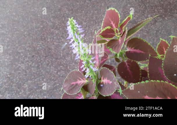 Coleus flower in garden. Coleusis a genus of annual or perennial herbs ...