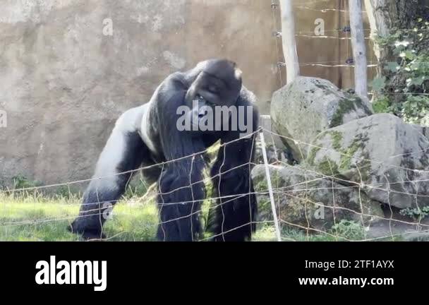 Strong silverback gorilla Stock Videos & Footage - HD and 4K Video ...