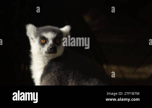 Eulemur catta Stock Videos & Footage - HD and 4K Video Clips - Alamy