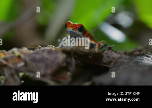 Poisonous Frog