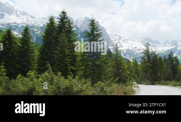 view of the forest road and pine trees in the Albanian alps, Valbona ...