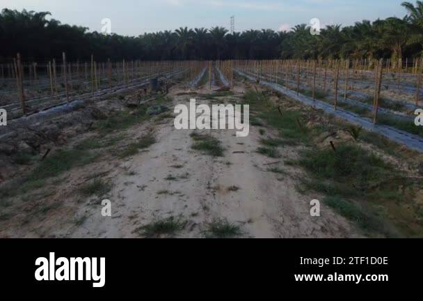 bamboo poles tied with fine metal wire string for creeping vine plant ...