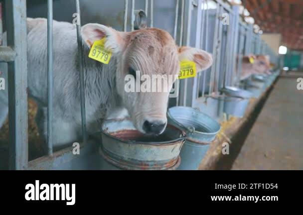 Cute baby cow close up. Braunschwitz cow calf. Cute little cow close up ...