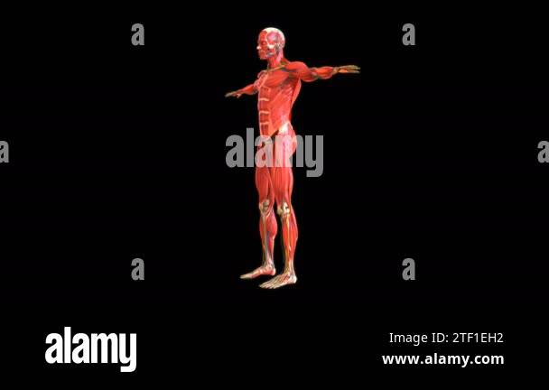 Human Muscle Anatomy For Medical Concept 3D looped animation Camera ...