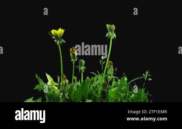 Dandelion flower isolated on Stock Videos & Footage - HD and 4K Video ...