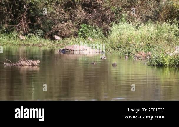 Crocodile in swamp crocodylus niloticus Stock Videos & Footage - HD and ...