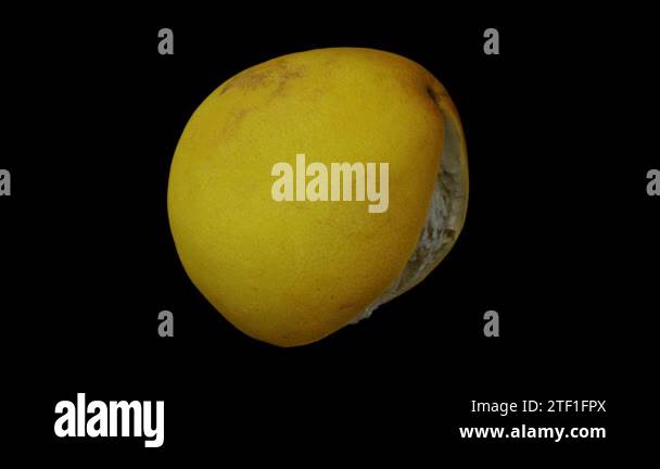 Realistic render of a rotating partially peeled Pomelo (Pummelo) on ...