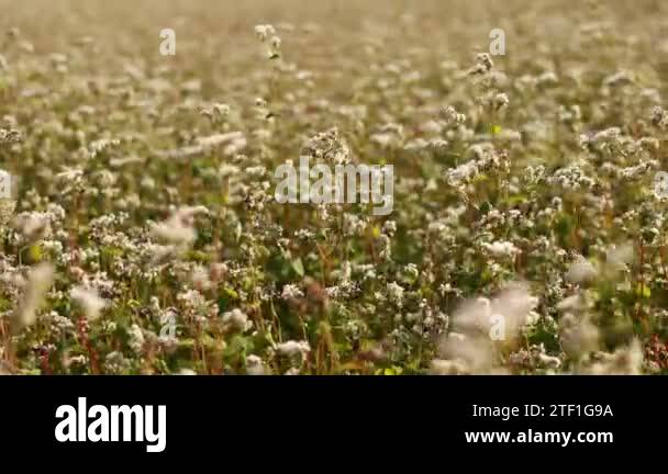 Buckwheat flowers blowing in the wind. Blooming buckwheat crops in ...