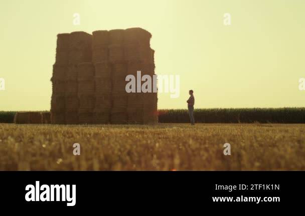 Man resting stack field after harvesting. Farmer silhouette looking hay ...