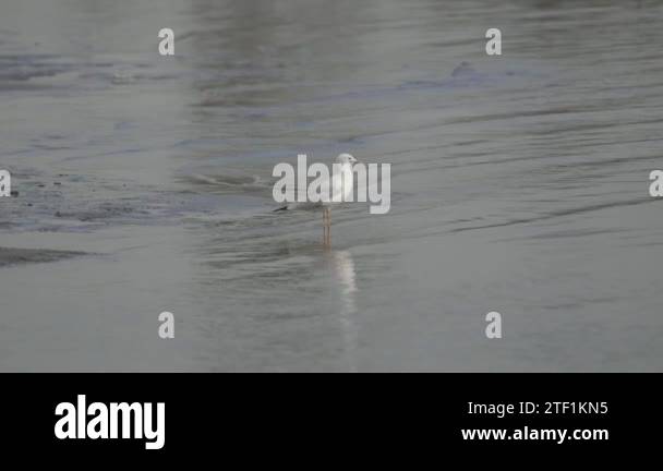 Slow motion HD clip of a Slender-billed gull (Chroicocephalus genei ...