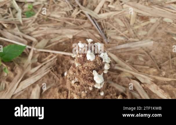 Wild mushroom on the Snake Anthill. snake burrow or snake house made by ...