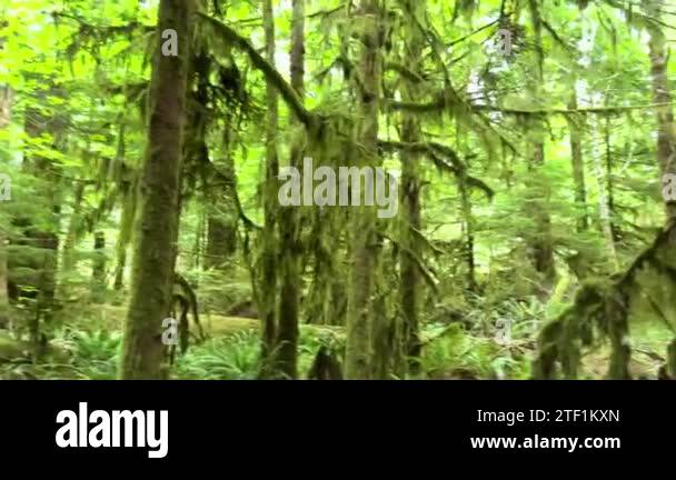 MacMillan Provincial Park Seven Wonders of Canada Vancouver island ...