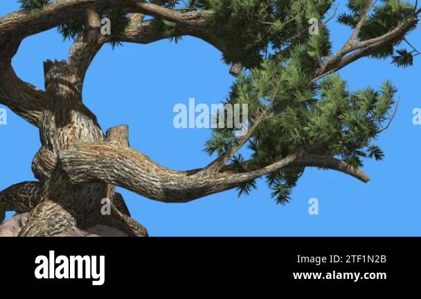 Jeffrey Pine Pinus Jeffreyi Old Swaying Branches Coniferous Evergreen ...