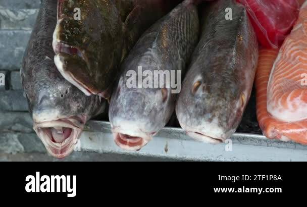 Seafood on display fish market Stock Videos & Footage - HD and 4K Video ...