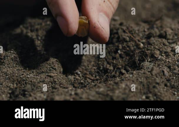 How to grow corn seed Stock Videos & Footage - HD and 4K Video Clips ...