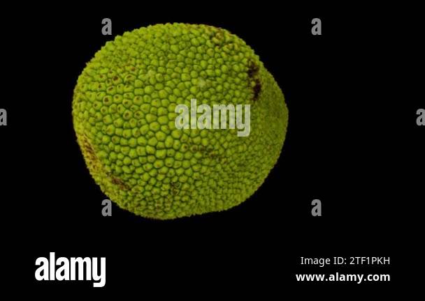 Realistic render of a rotating Jackfruit on black background. The video ...