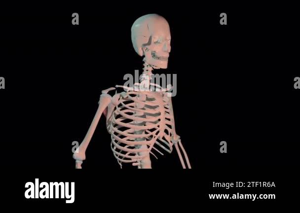 This 3d animation shows the infraspinatus muscles in full rotation loop ...