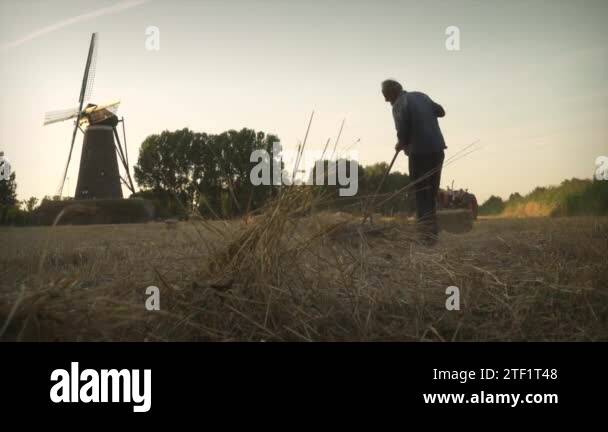 In the traditional way a farmer rakes the hay together. With a Dutch ...