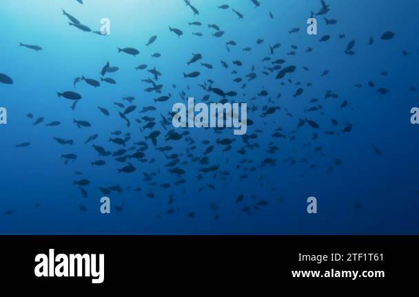 Big school of fish Stock Videos & Footage - HD and 4K Video Clips - Alamy