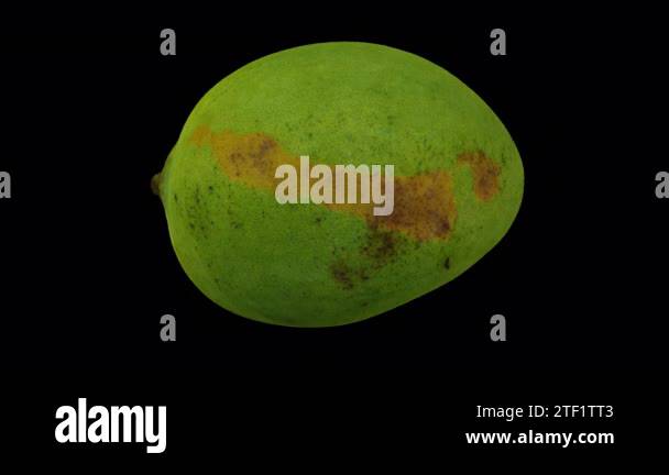 Realistic render of a rolling Philippine Green Mango (Katchamitha ...