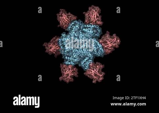 Structure of the oncoprotein SV40 large T antigen hexamer (blue) and ...