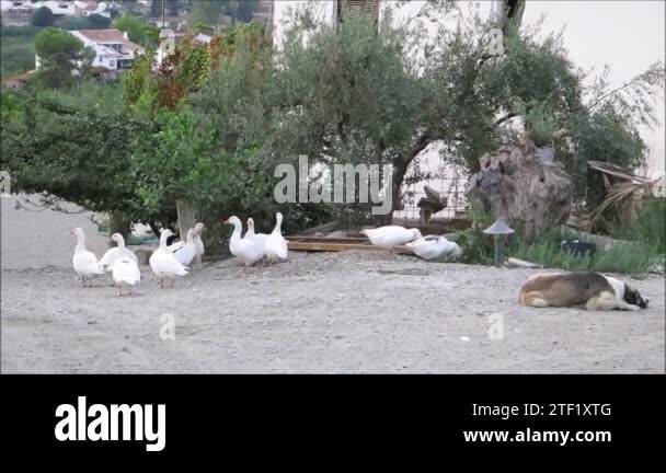 Gaggle of geese and sleeping dog in Andalusian farmyard setting under ...