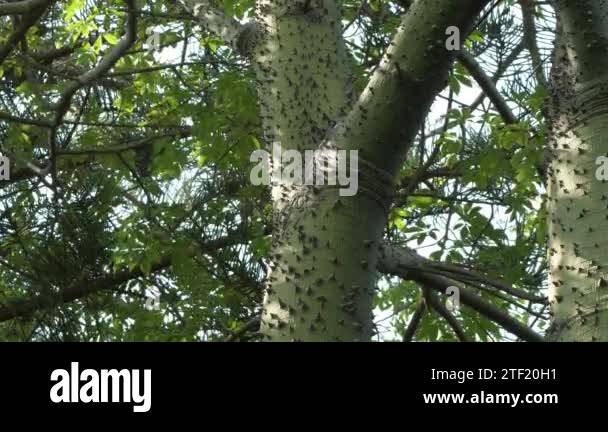 Speciosa chorisia Stock Videos & Footage - HD and 4K Video Clips - Alamy