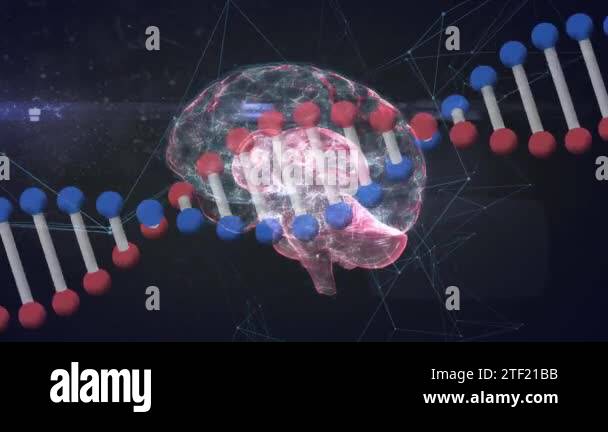 Animation of dna structure, human brain rotating on graphic interface ...