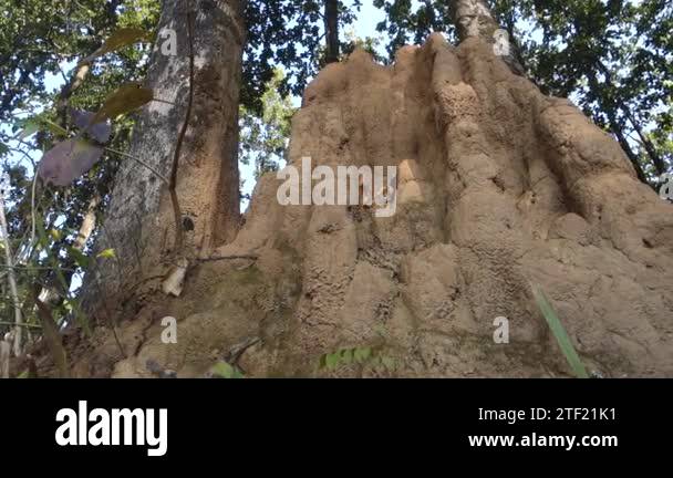 A close-up shot of a big ant hill or termite hill in the forest. The ...