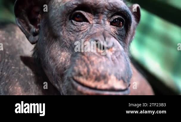 Chimpanzee face looking up Stock Videos & Footage - HD and 4K Video ...