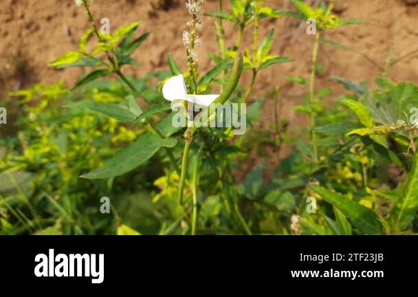 Cowpea plant flower. It is a popular vegetable. Vegetable garden in ...