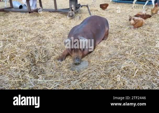 Sheep chickens pig Stock Videos & Footage - HD and 4K Video Clips - Alamy
