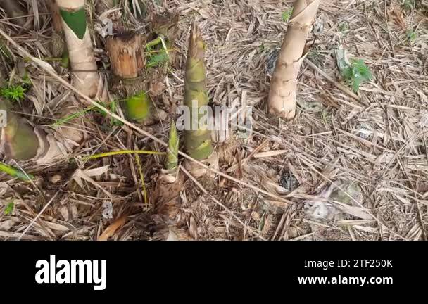 Bamboo shoot. Bamboo sprout in forest. Baby bamboo shoot coming out of ...