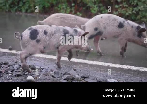 Drove of pigs Stock Videos & Footage - HD and 4K Video Clips - Alamy
