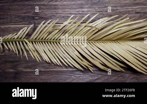Structure of a palm leaf Stock Videos & Footage - HD and 4K Video Clips ...