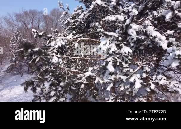 Winter landscape, the camera moves to the snowy branches of a fir tree ...