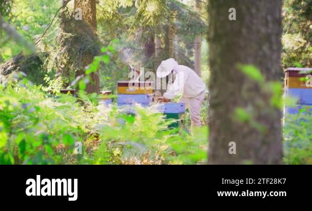 Apiary in the middle of the forest First plan: slightly out of focus ...