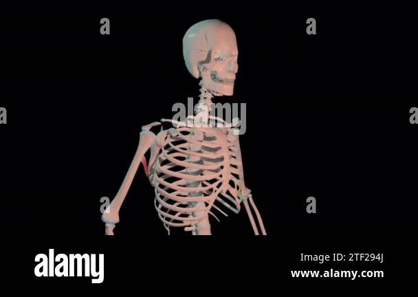 This 3d animation shows the teres major muscles in full rotation loop ...