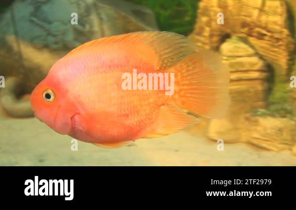 My fish Stock Videos & Footage - HD and 4K Video Clips - Alamy