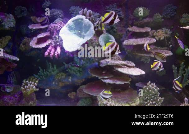 Coral reef fish sponges Stock Videos & Footage - HD and 4K Video Clips ...