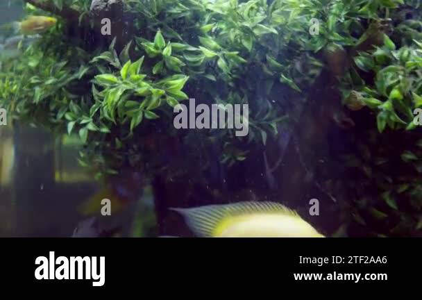Underwater green foliage plants with ray of sunlight in a large ...