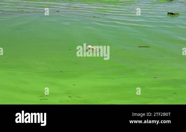 Water covered with green algae. River green algae bloom background ...
