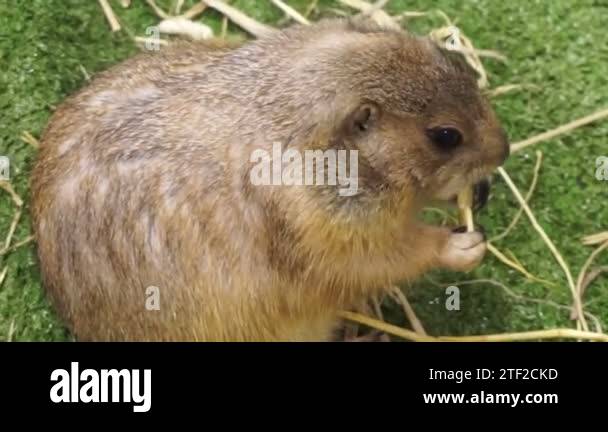 Prairie fauna Stock Videos & Footage - HD and 4K Video Clips - Alamy