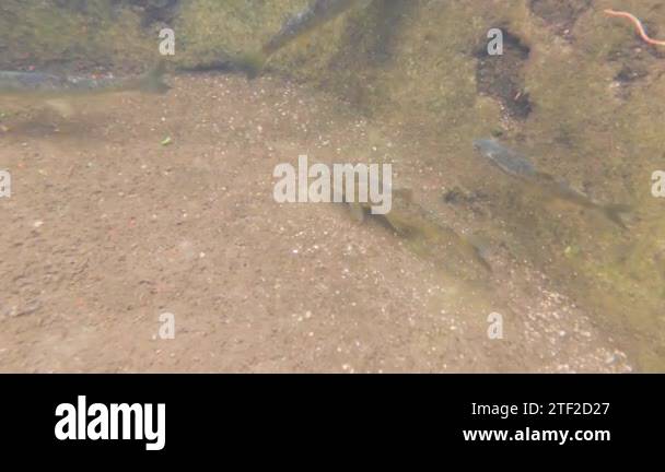 Human breeding Stock Videos & Footage - HD and 4K Video Clips - Alamy