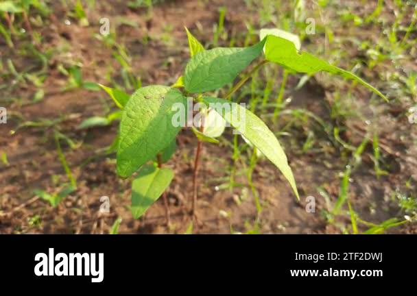 Vigna mungo plant growing in field. Its other names black gram,urad ...