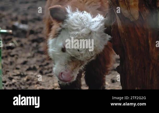 Hareford calf scratching its head against a tree, it is red in color ...
