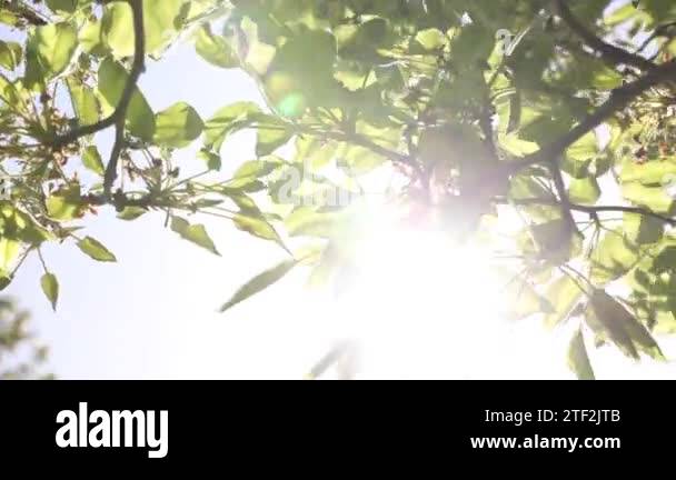 Sunshine wellness Stock Videos & Footage - HD and 4K Video Clips - Alamy