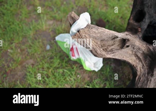 Plastic bag stuck in a tree in a green forest, littering in nature ...