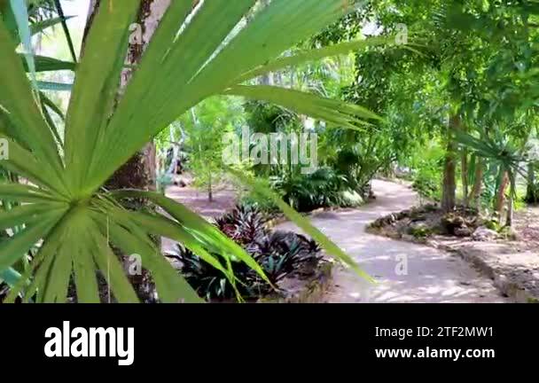 Tropical natural jungle forest plants palm trees and walking trails at ...